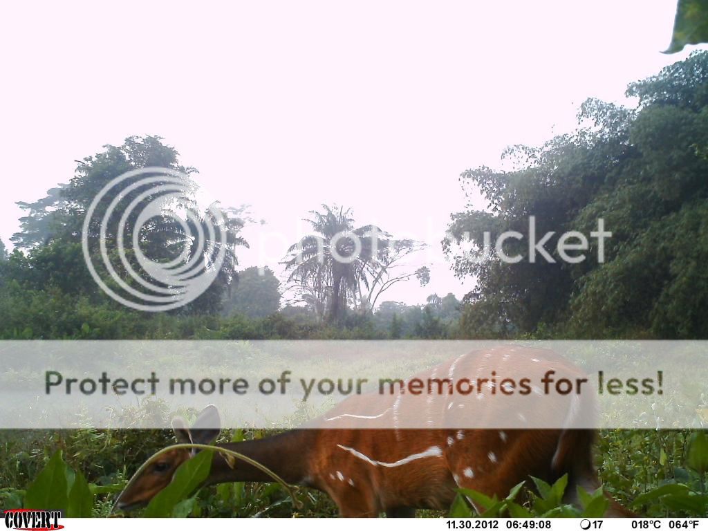 Some Wildlife Pictures | All About Circuits