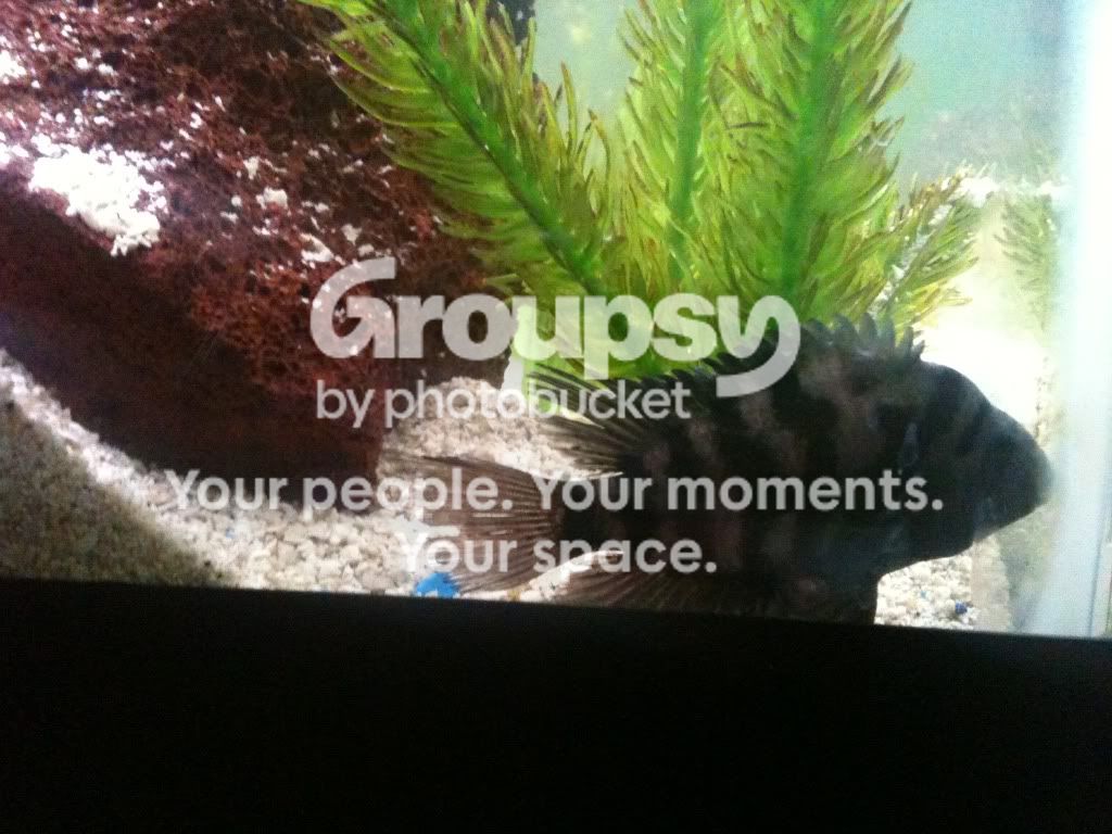 Frayed Fins on Convict, please help! | Cichlid Fish Forum