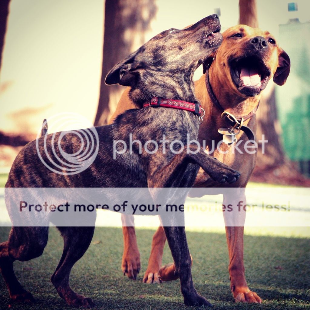 Tard dog at local animal shelter > General Discussion > AR15.COM