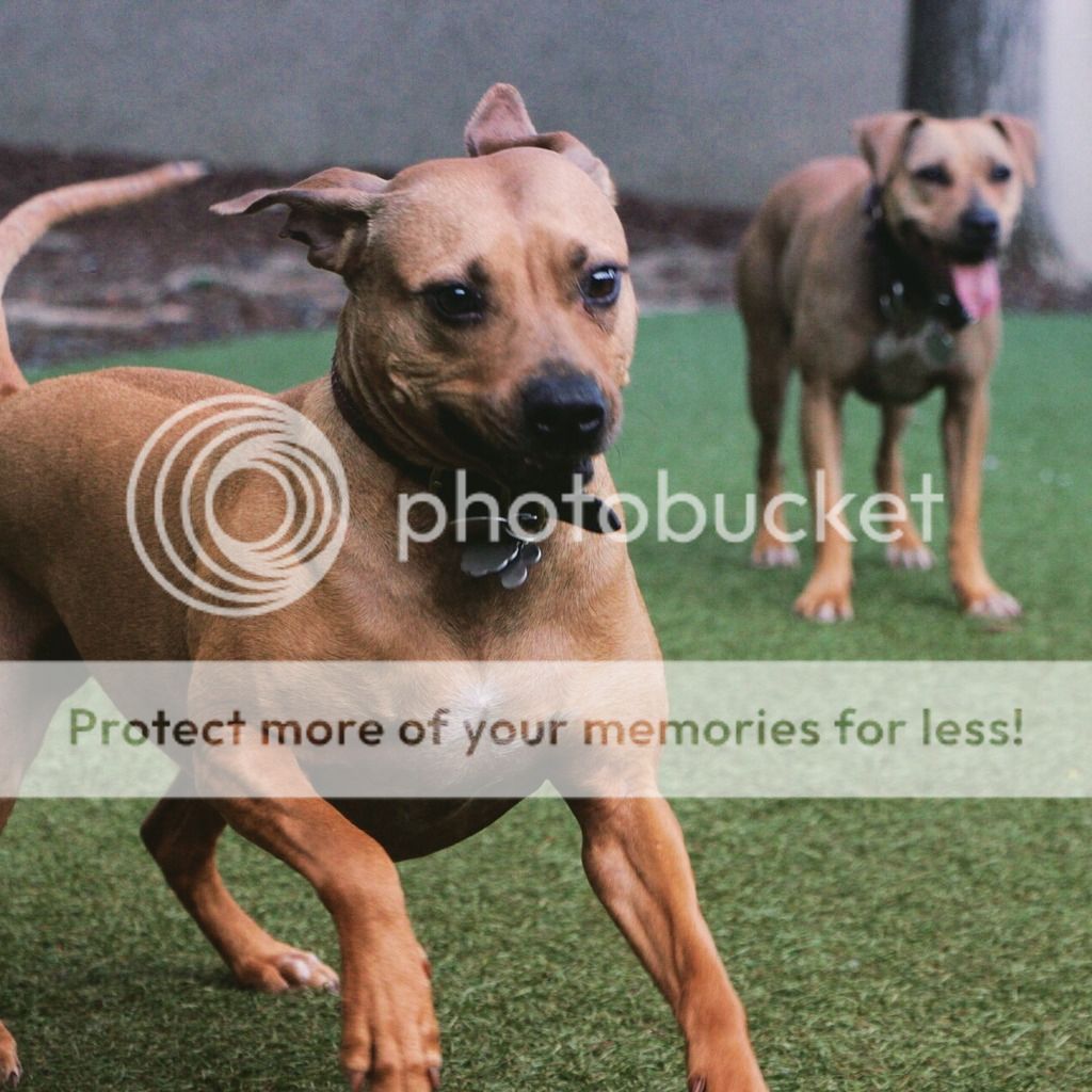 Tard dog at local animal shelter > General Discussion > AR15.COM