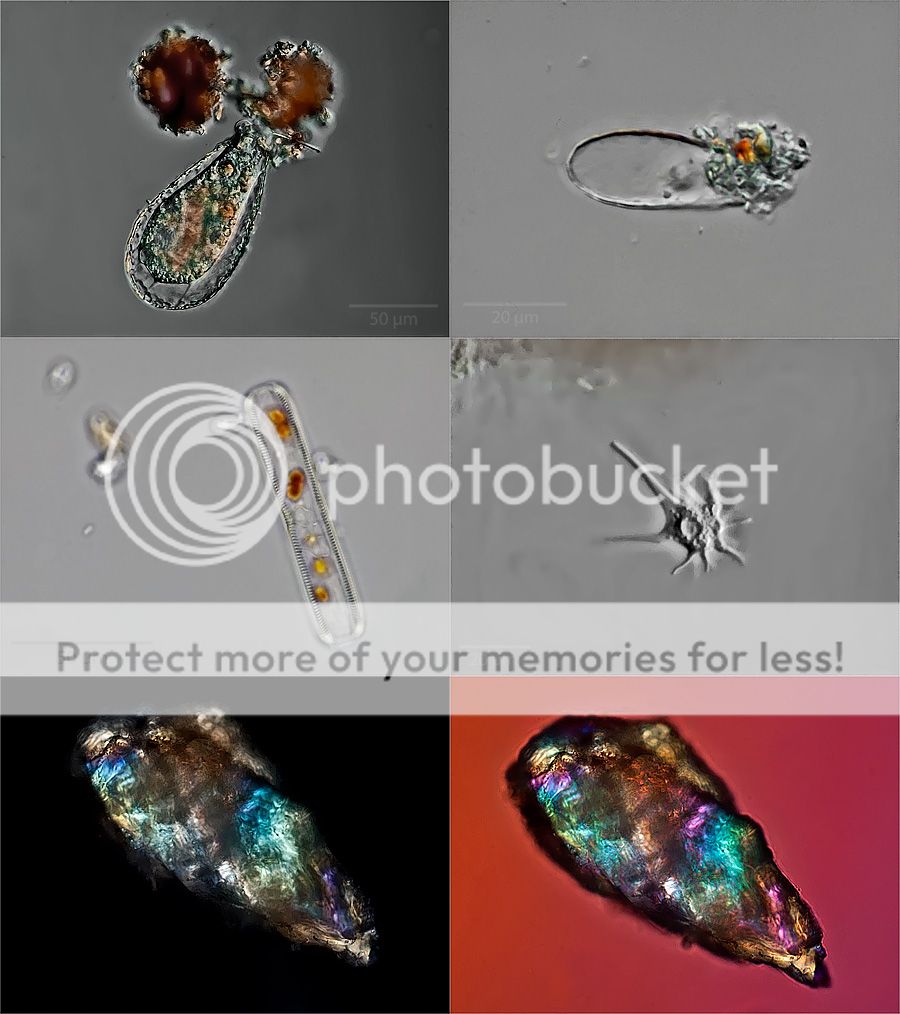 Objects in mud - MicrobeHunter.com Microscopy Forum